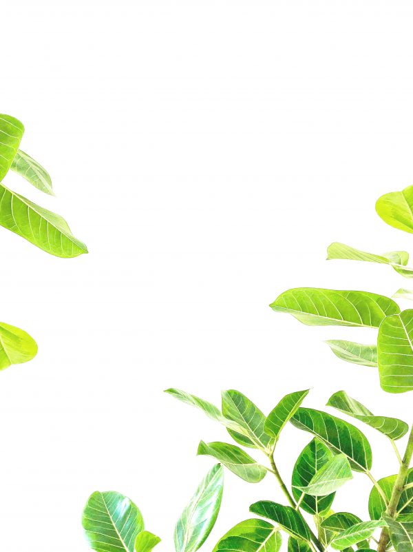 josh-calabrese-XXpbdU_31Sg-unsplash – 墾丁凱映輕旅